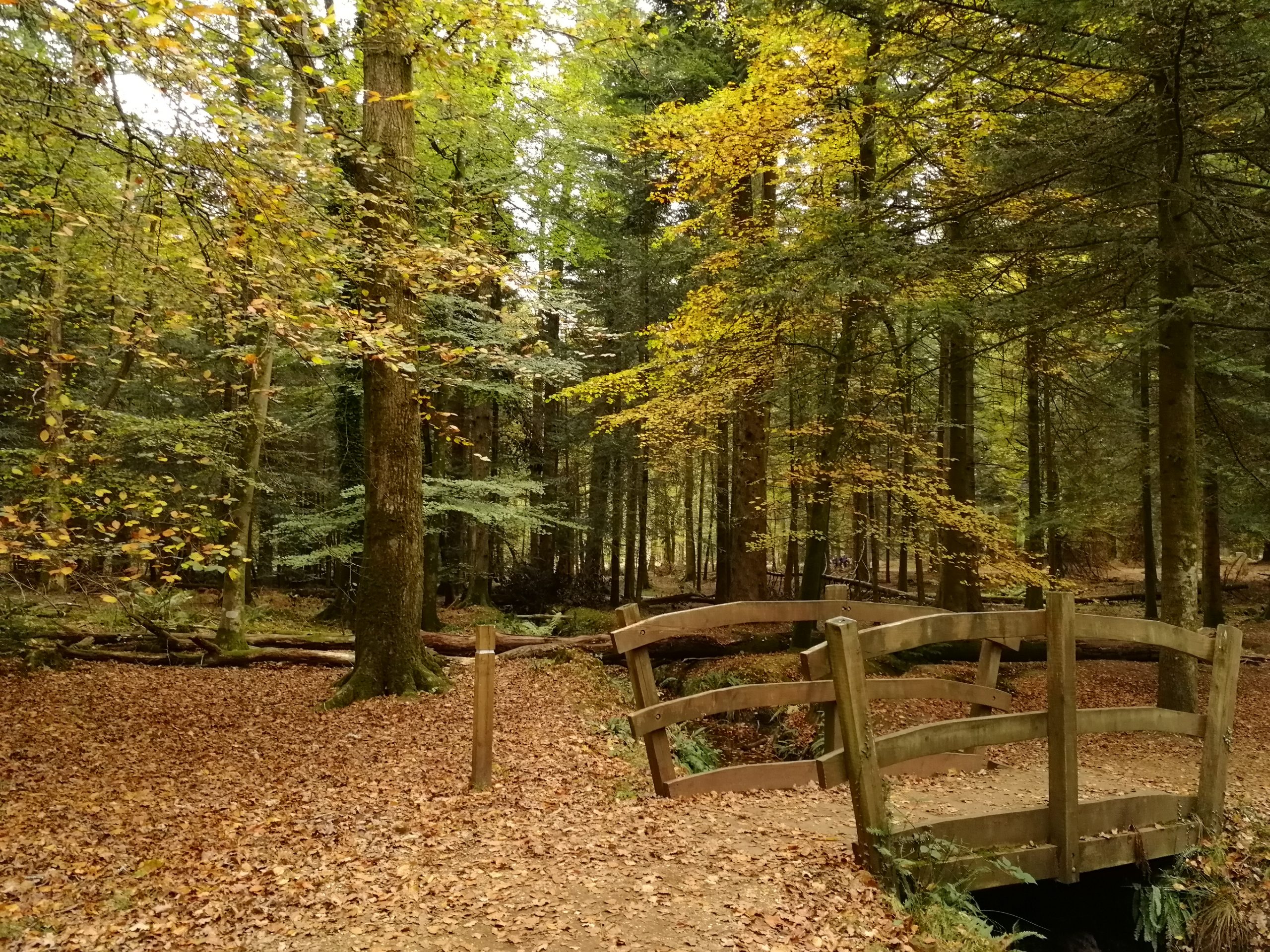 Mindful Walks in Nature | Sevenoaks | MeWeBe